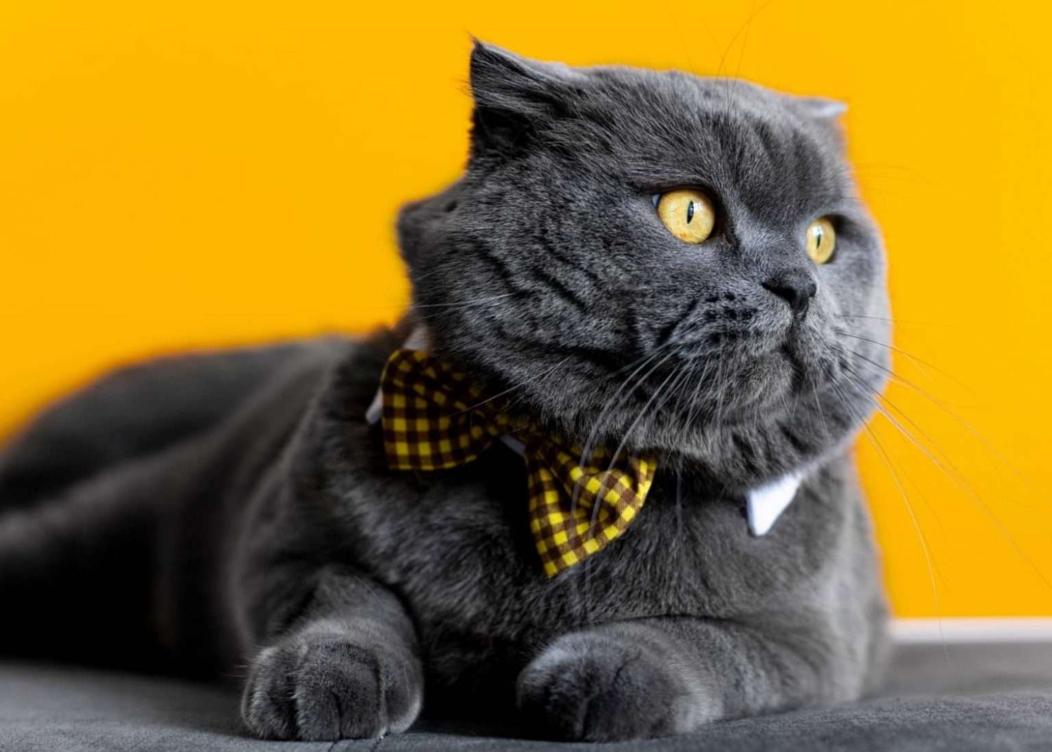 Il gatto di razza British Shorthair - Gatti & Co.